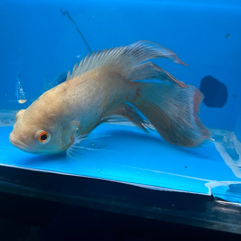 Albino red tiger longfin oscar for sale - Exotic Fish Shop - 774-400-4598