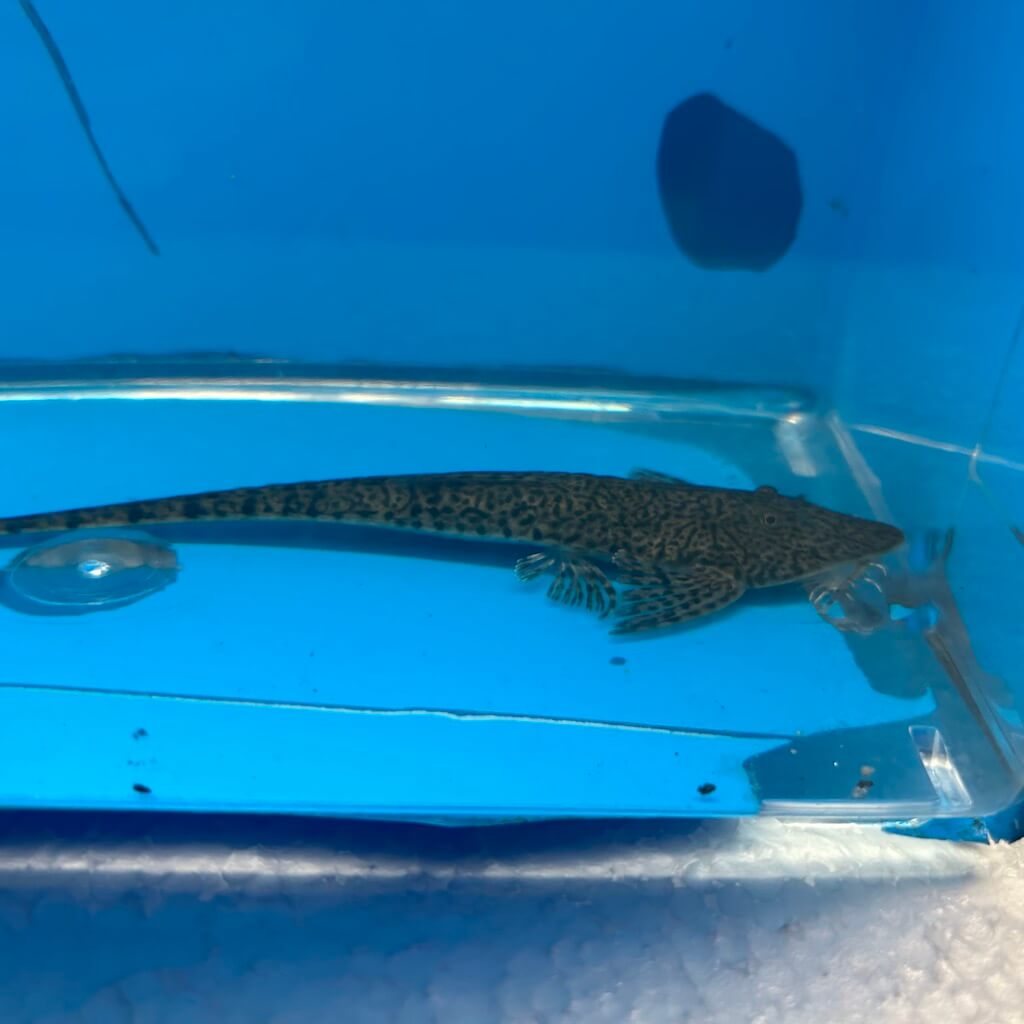 Loricaria tiger for sale - Exotic Fish Shop - 774-400-4598