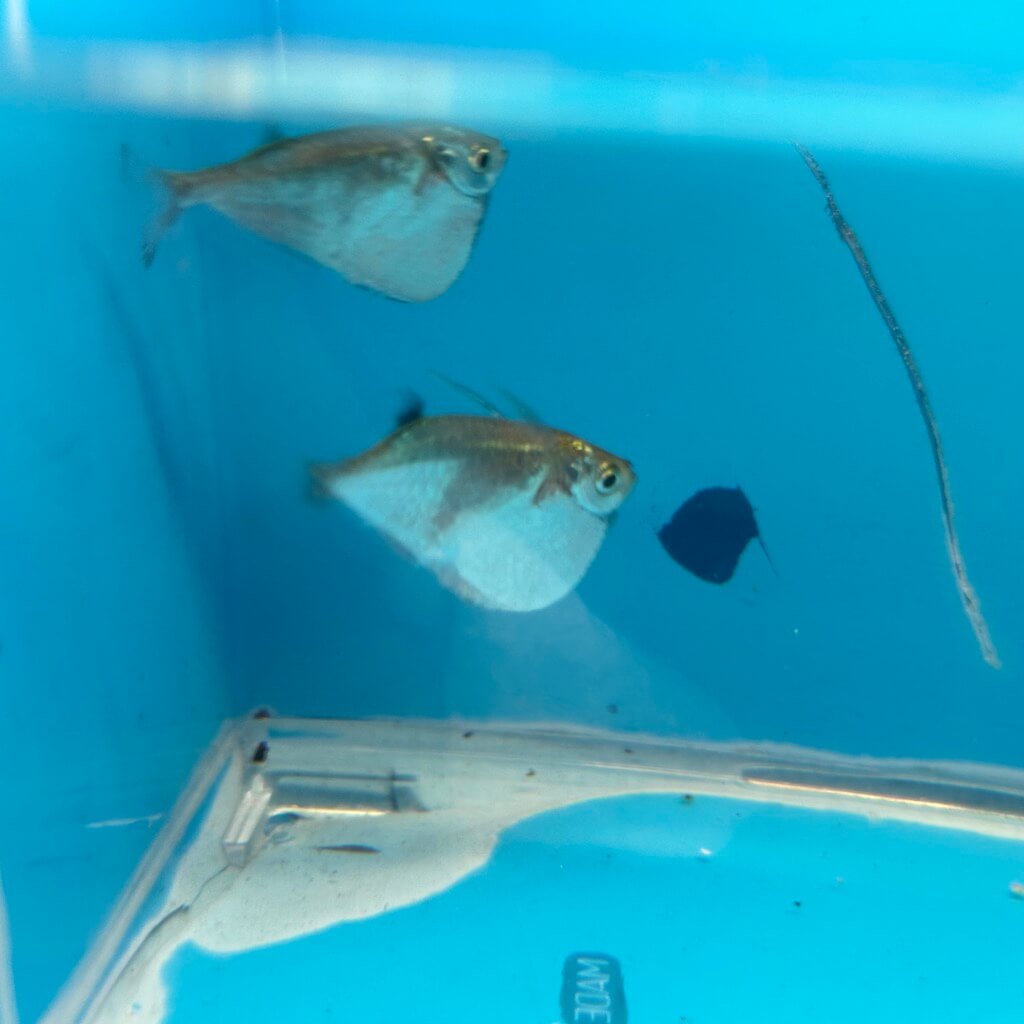 2 pack of silver hatchet fish for sale - Exotic Fish Shop - 774-400-4598