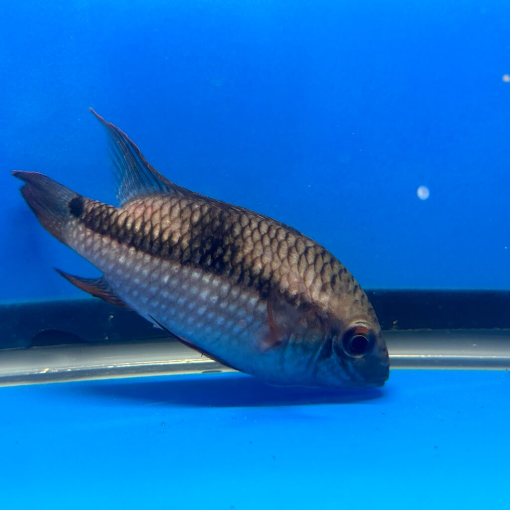 Thayer's dwarf cichlid for sale - Exotic Fish Shop - 774-400-4598