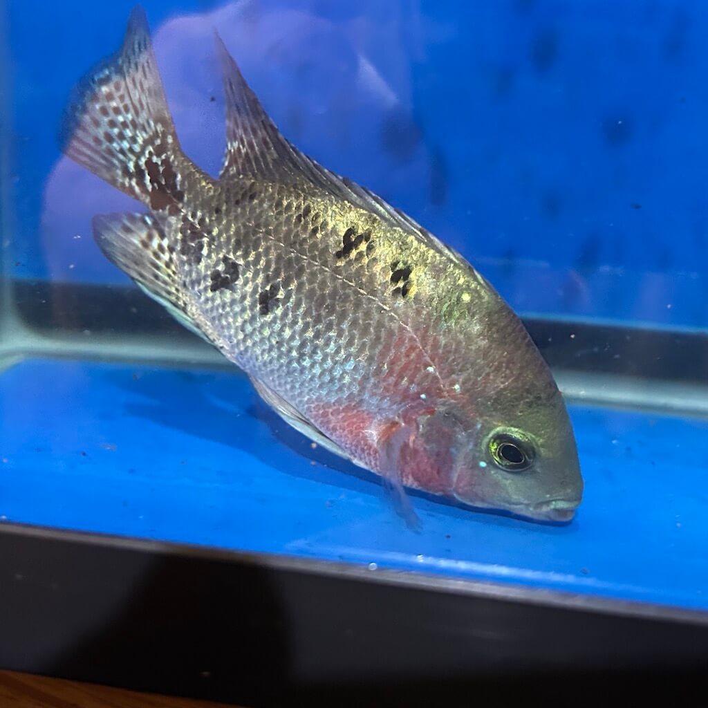 Fire head cichlid for sale - Exotic Fish Shop - 774-400-4598