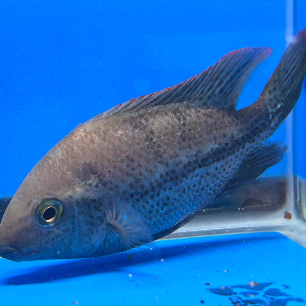 Vieja hartwegi cichlid for sale - Exotic Fish Shop - 774-400-4598