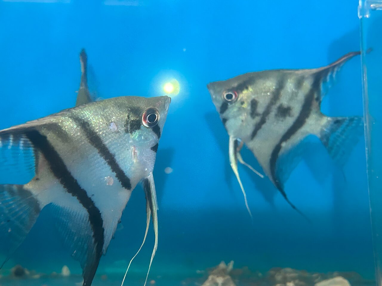 Wild silver angelfish for sale - Exotic Fish Shop - 774-400-4598