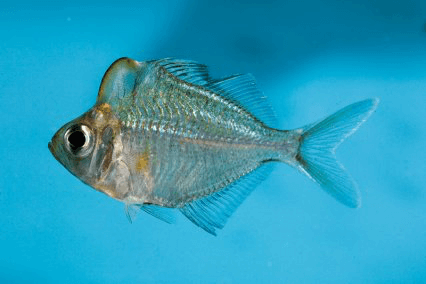 Humphead glass fish for sale - Exotic Fish Shop - 774-400-4598