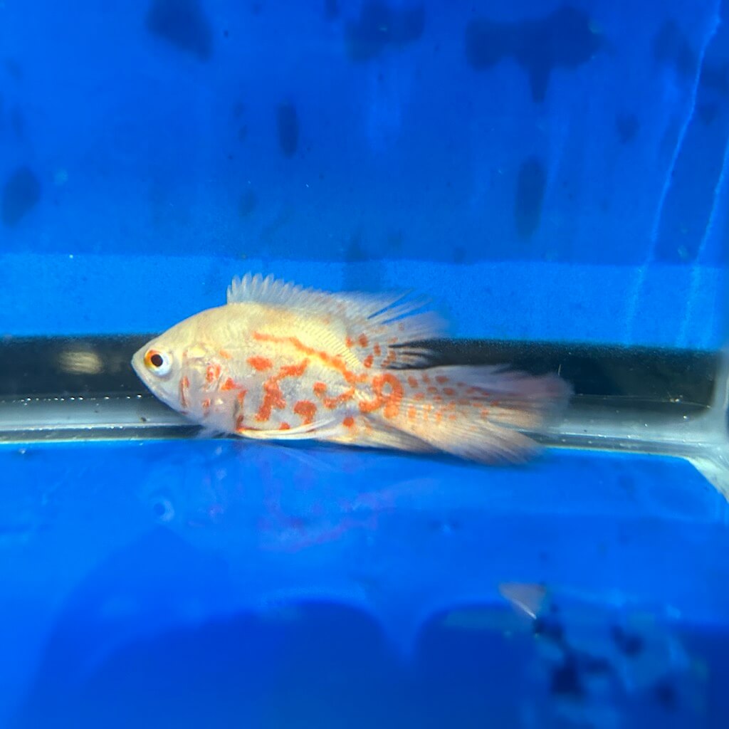 Albino longfin oscar for sale - Exotic Fish Shop - 774-400-4598