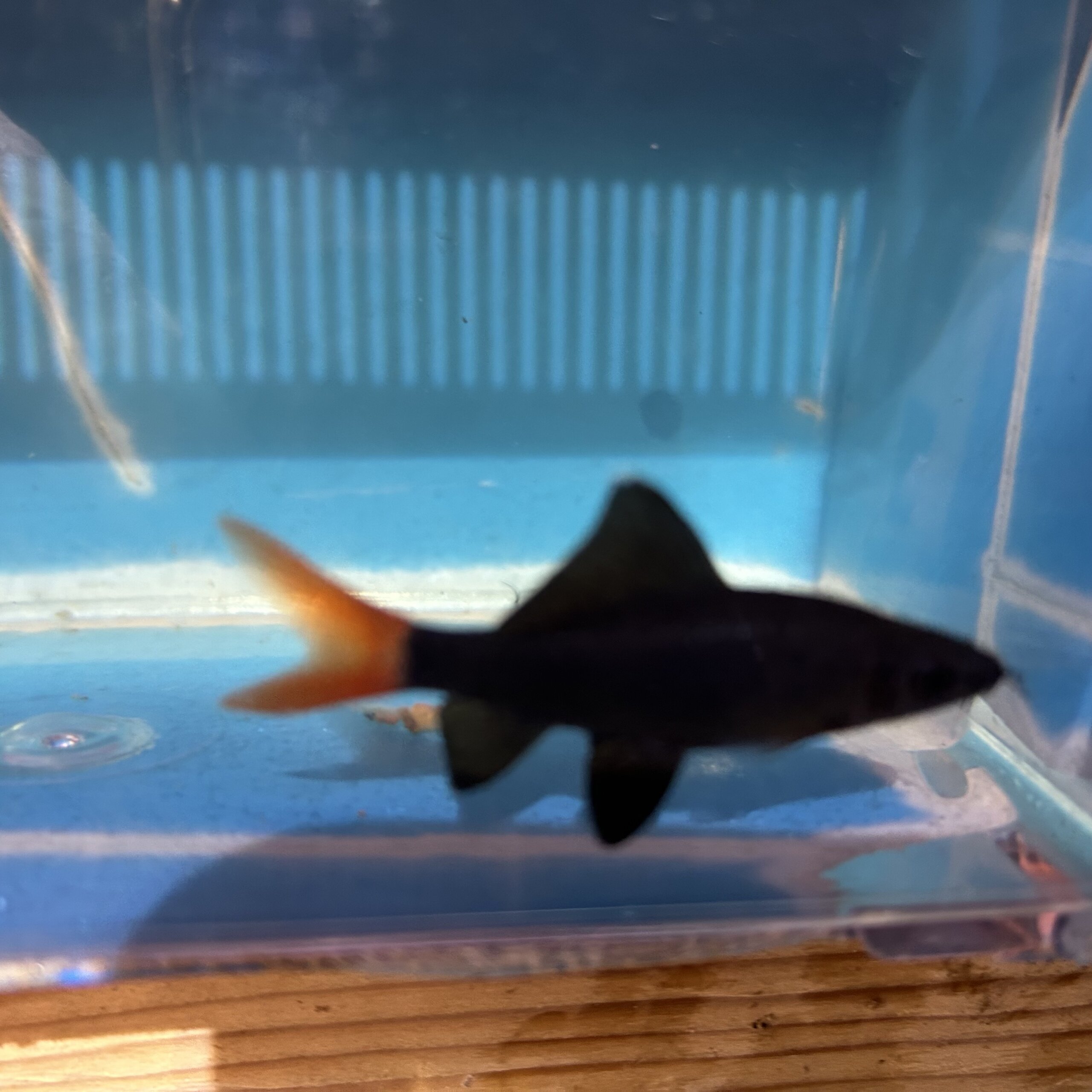 Redtail shark for sale - Exotic Fish Shop - 774-400-4598