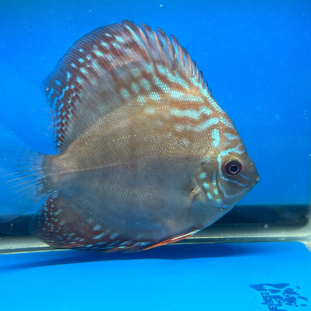 Blue discus for sale - Exotic Fish Shop - 774-400-4598
