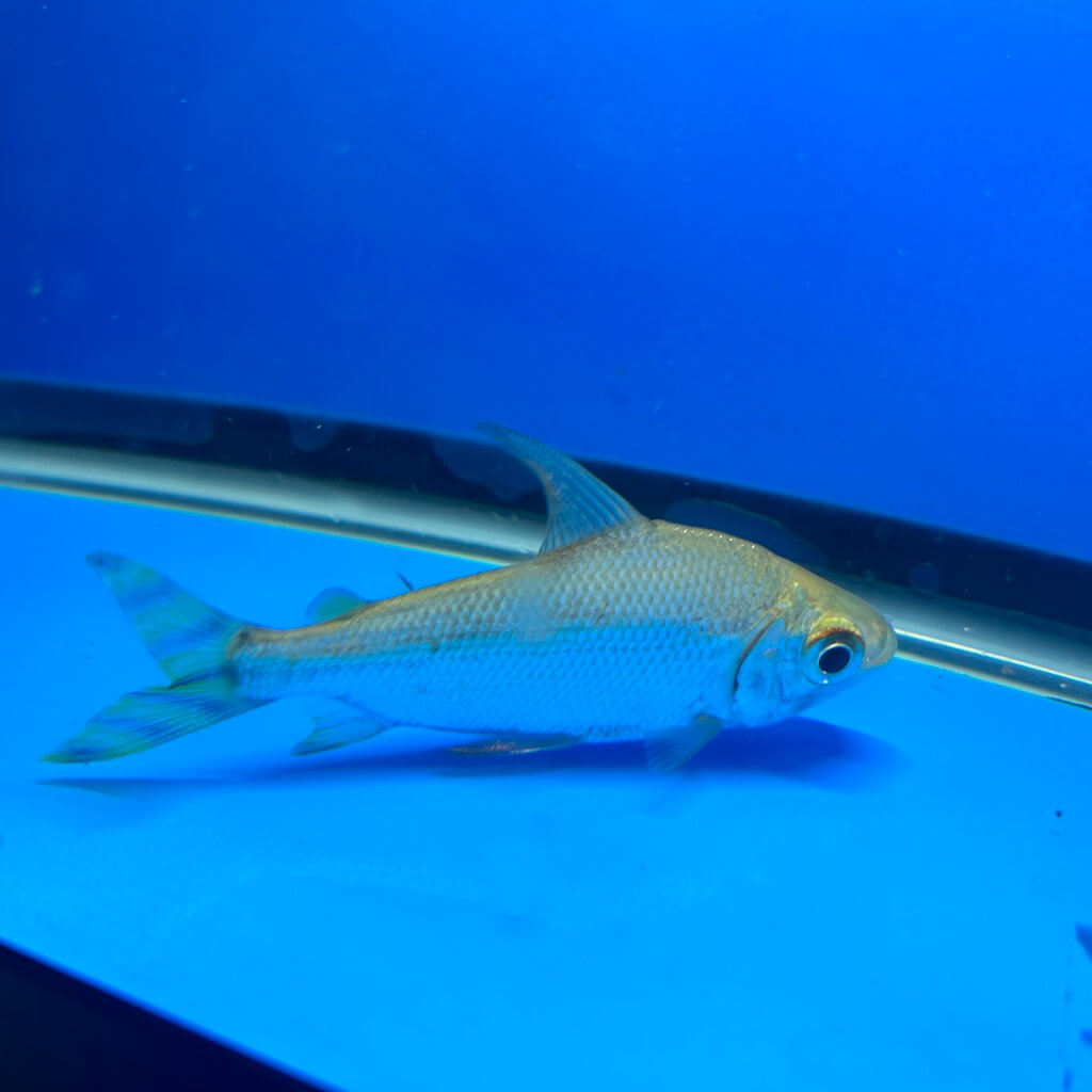 Yellowfin flagtail prochilodus for sale - Exotic Fish Shop - 774-400-4598