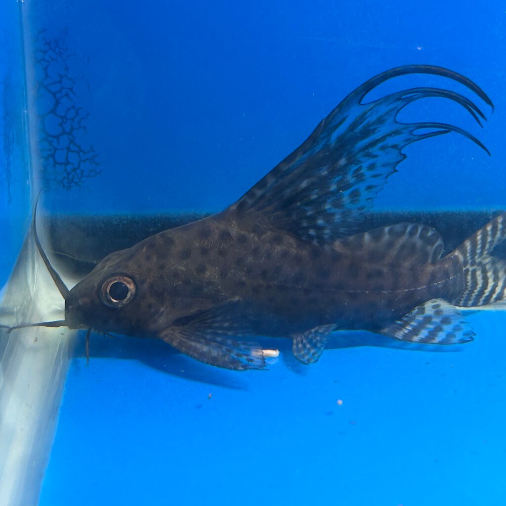 Synodontis eupterus for sale - Exotic Fish Shop - 774-400-4598