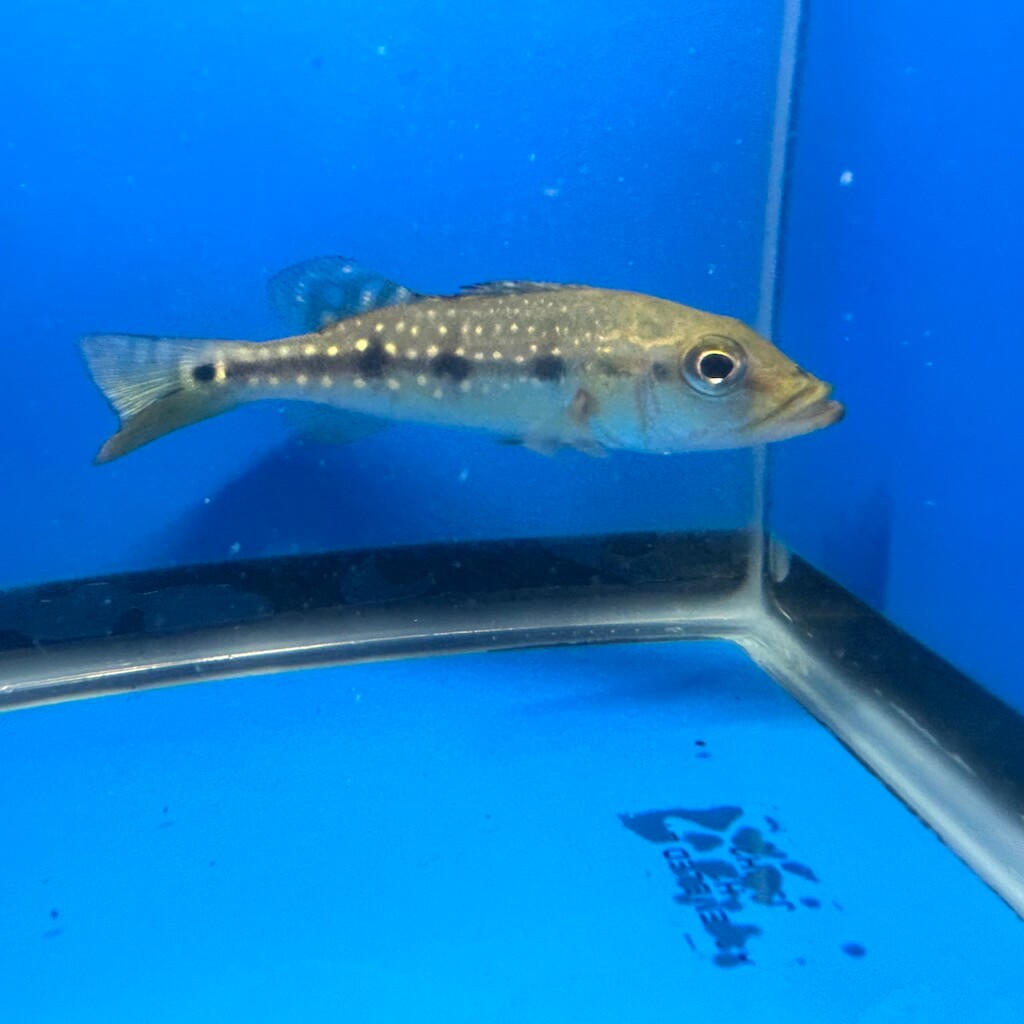 Fogo peacock bass for sale - Exotic Fish Shop - 774-400-4598