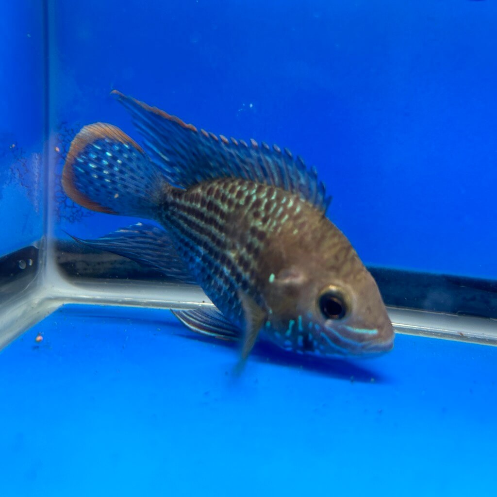 Short body royal green terror for sale - Exotic Fish Shop - 774-400-4598