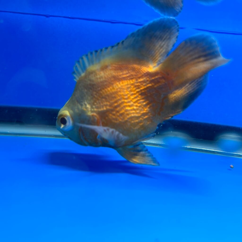 Albino short body Oscar for sale - Exotic Fish Shop - 774-400-4598