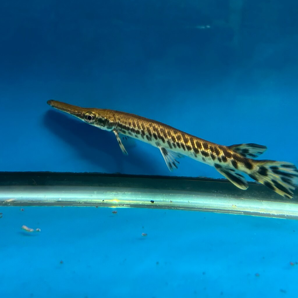 Alligator gar for sale - Exotic Fish Shop - 774-400-4598