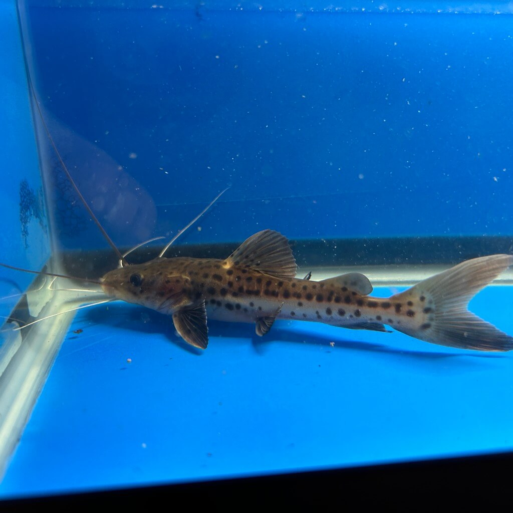 Hybrid catfish for sale - Exotic Fish Shop - 774-400-4598