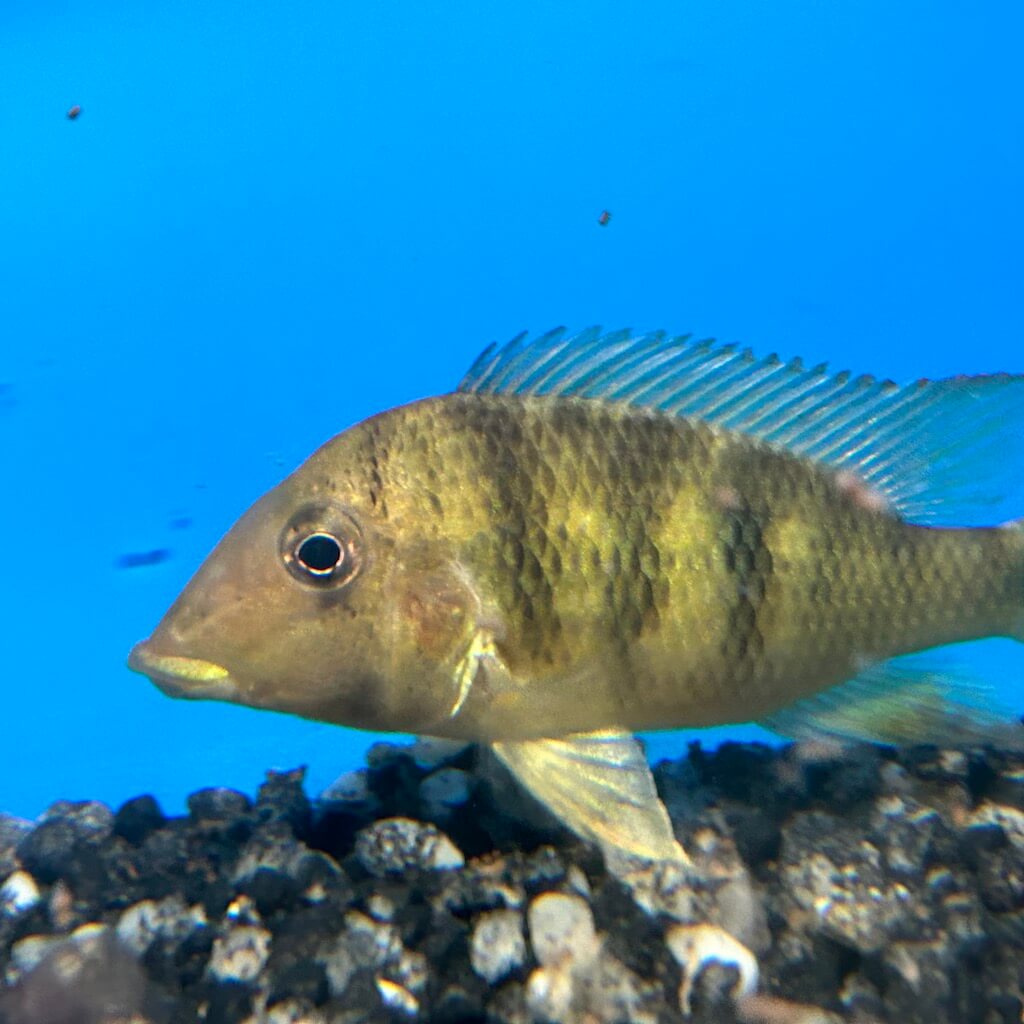 Geophagus pellegrini for sale - Exotic Fish Shop - 774-400-4598