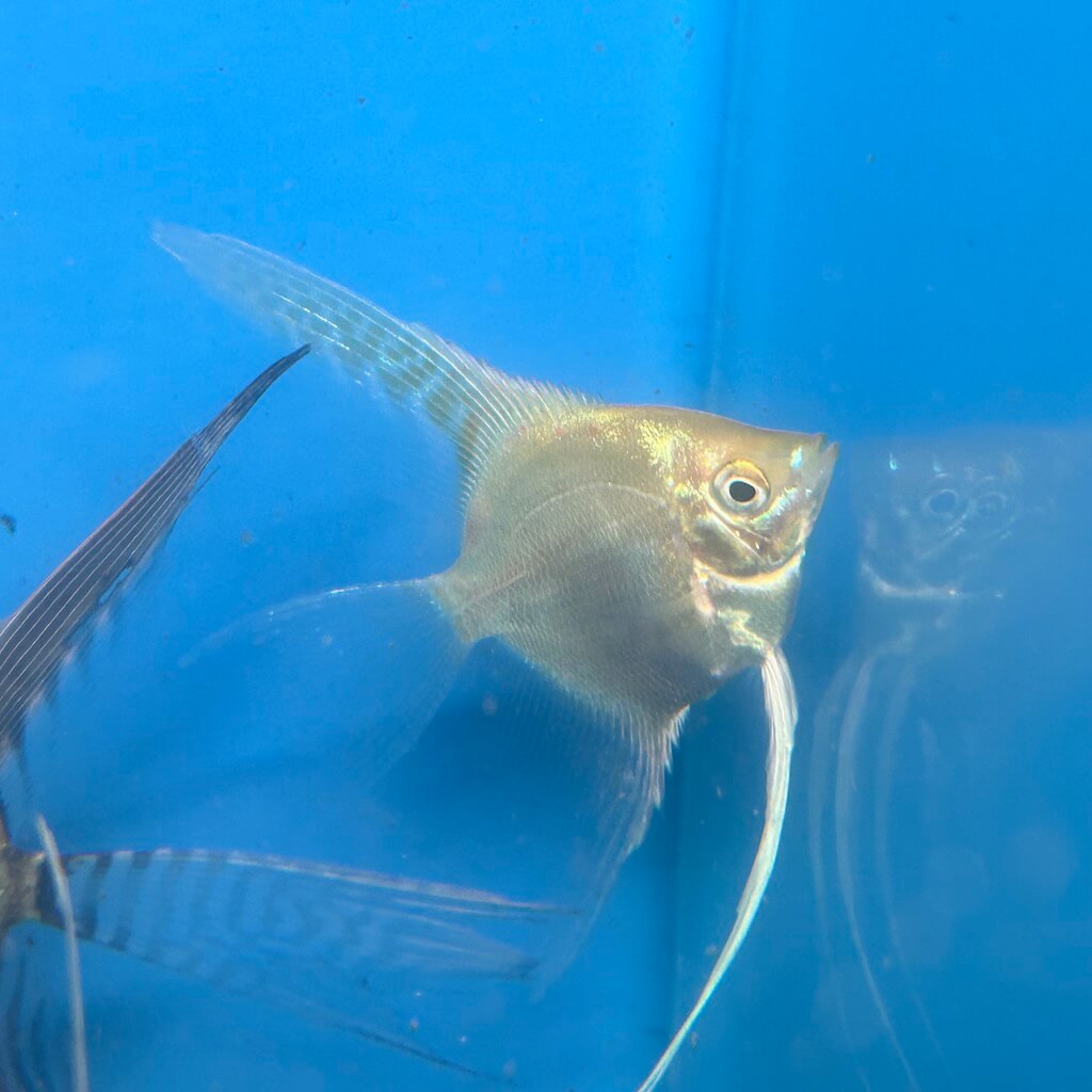 Lyre tail marble angel fish for sale | Exotic Fish Shop | Call 774-400-4598