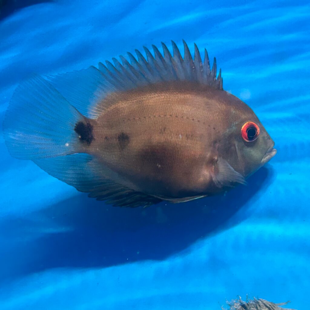 Uaru cichlid for sale - Exotic Fish Shop - 774-400-4598