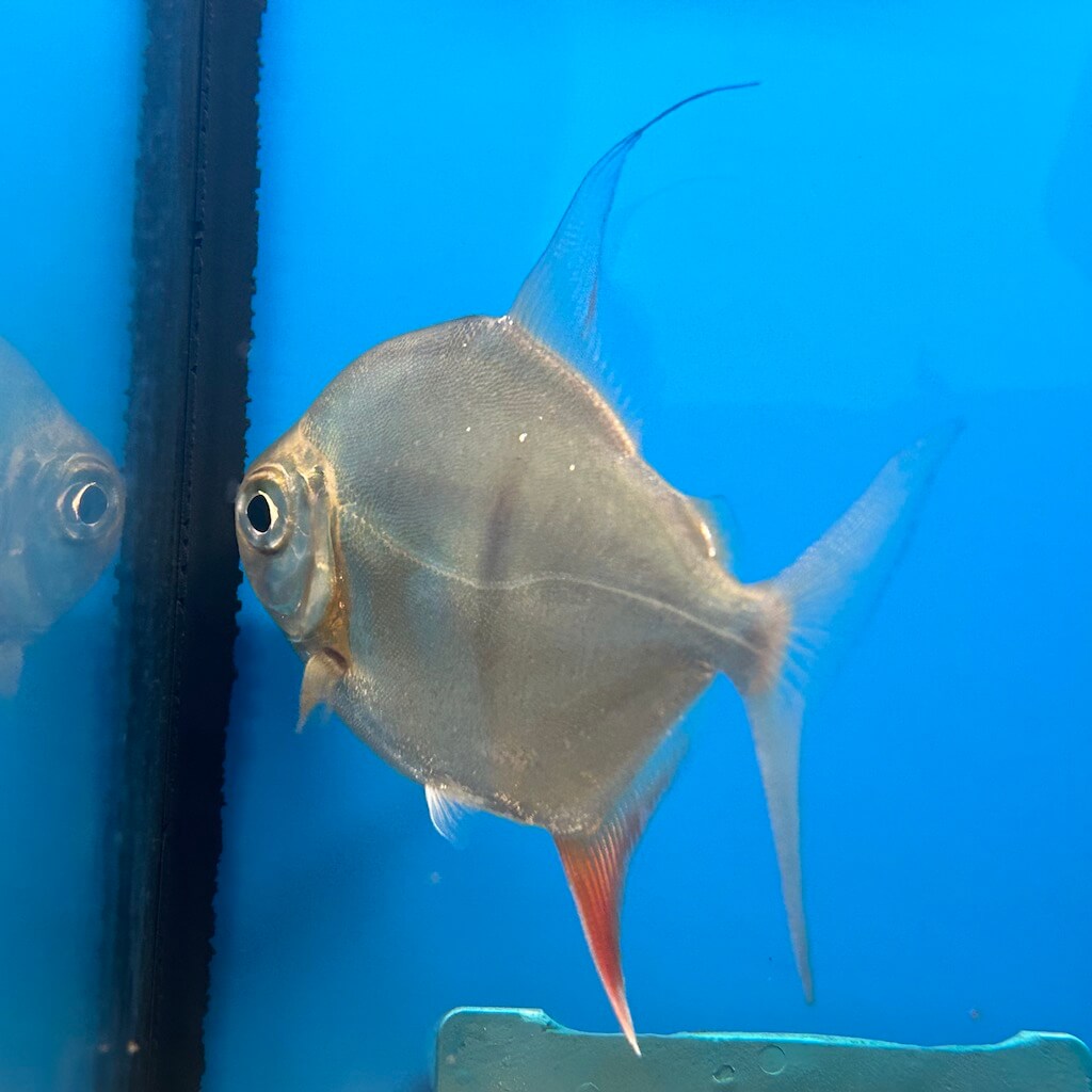 Thin bar silver dollar for sale - Exotic Fish Shop - 774-400-4598