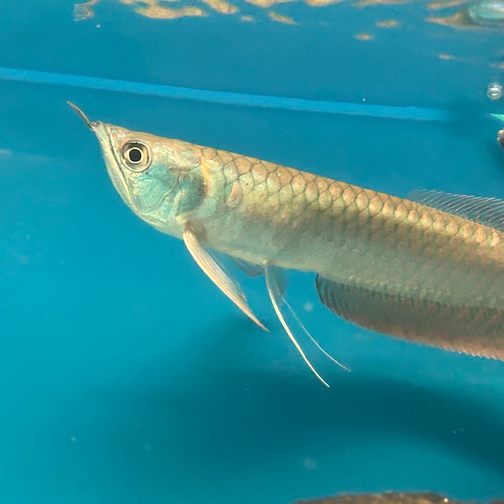 Silver arowana for sale - Exotic Fish Shop - 774-400-4598