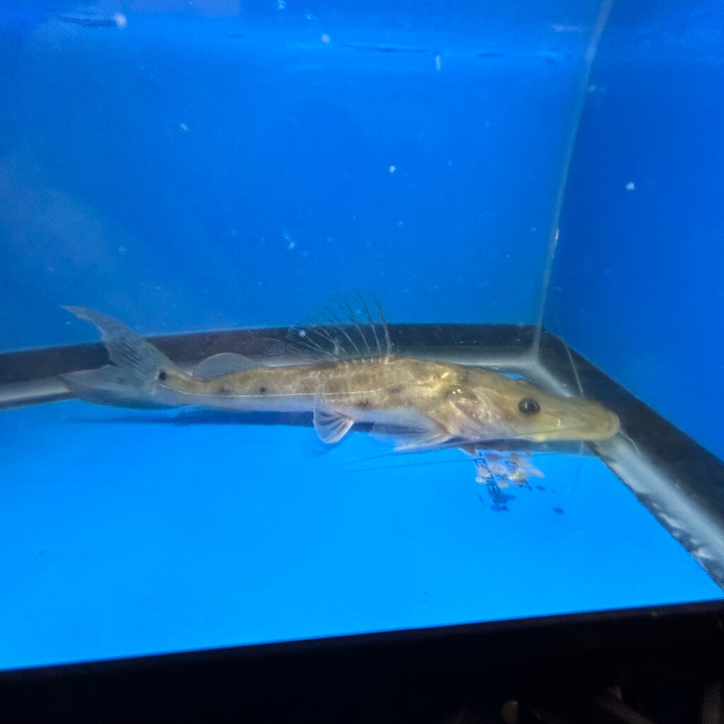 Gold shovel nose catfish for sale - Exotic Fish Shop - 774-400-4598