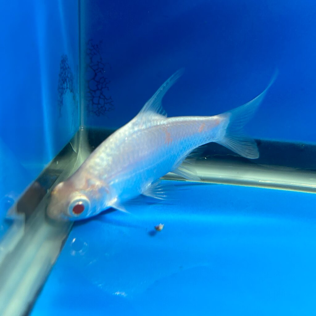 Platinum tinfoil barb for sale - Exotic Fish Shop - 774-400-4598