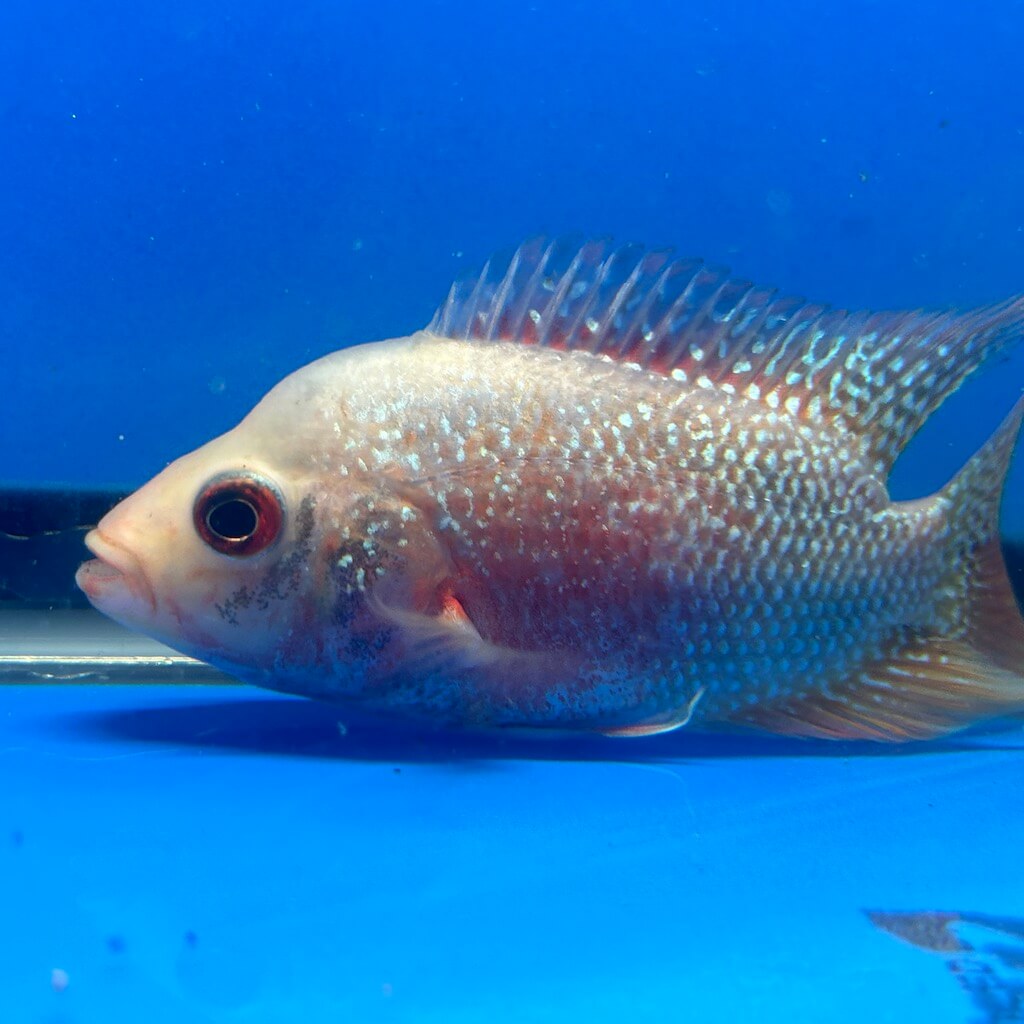 Red texas cichlid hybrid for sale - Exotic Fish Shop - 774-400-4598