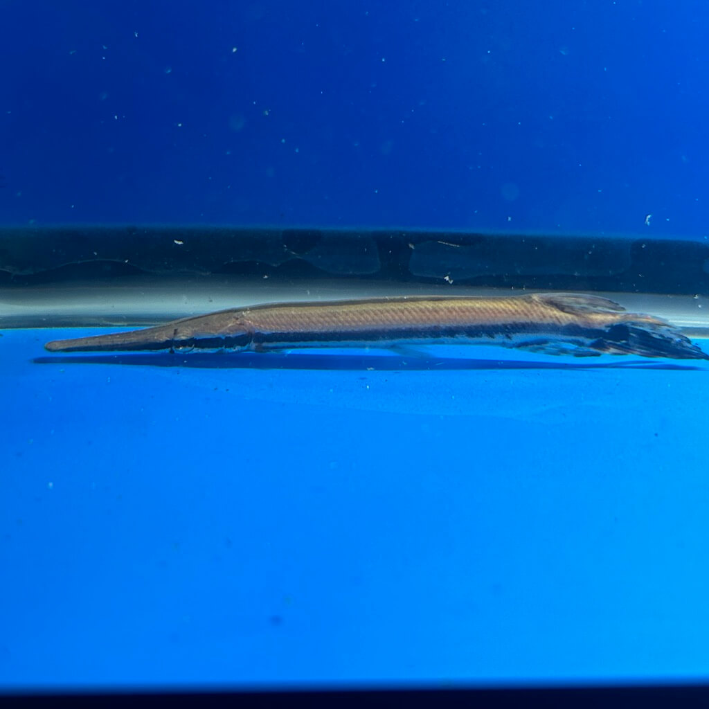 Spotted gar for sale - Exotic Fish Shop - 774-400-4598