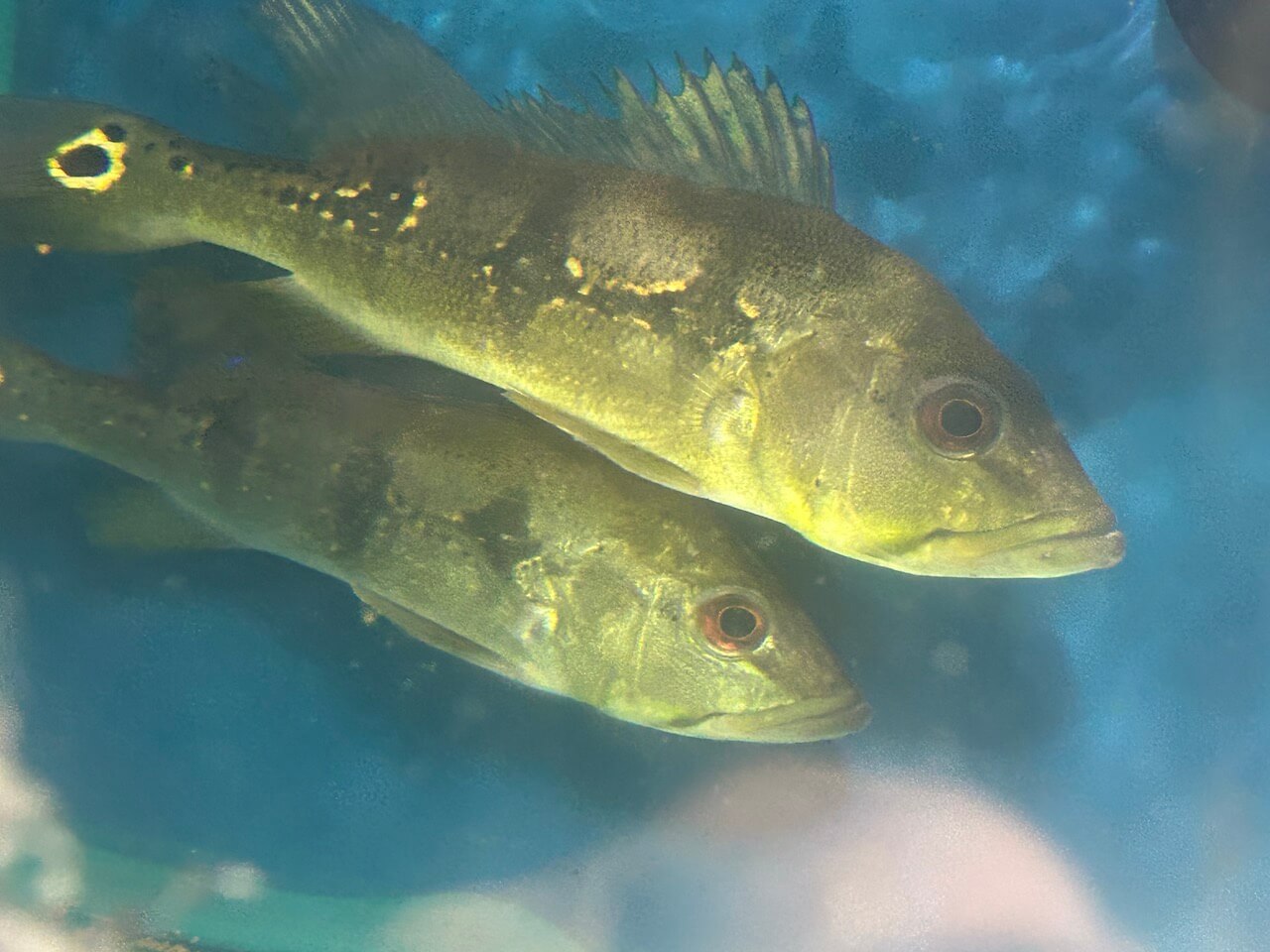 Wild Monoculus peacock bass for sale - Exotic Fish Shop - 774-400-4598