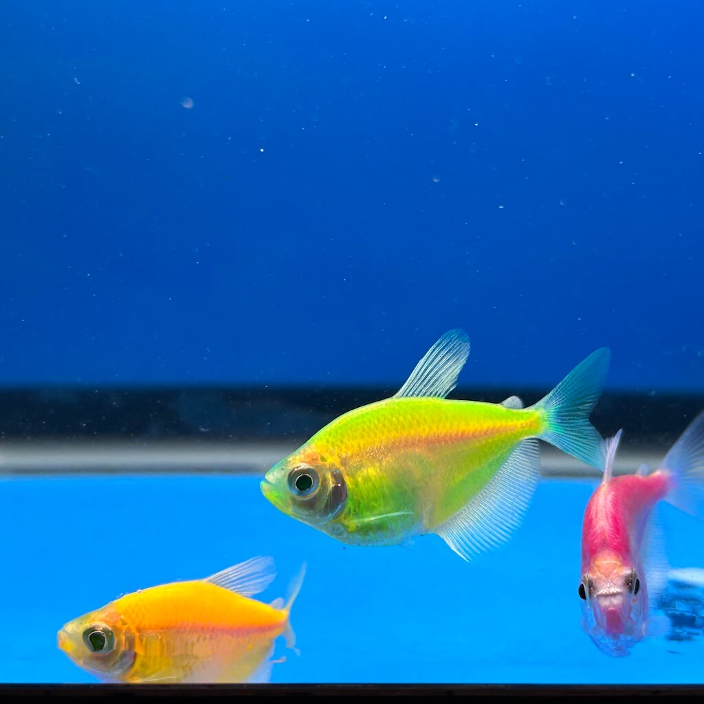 Electric green glo tetra for sale - Exotic Fish Shop - 774-400-4598