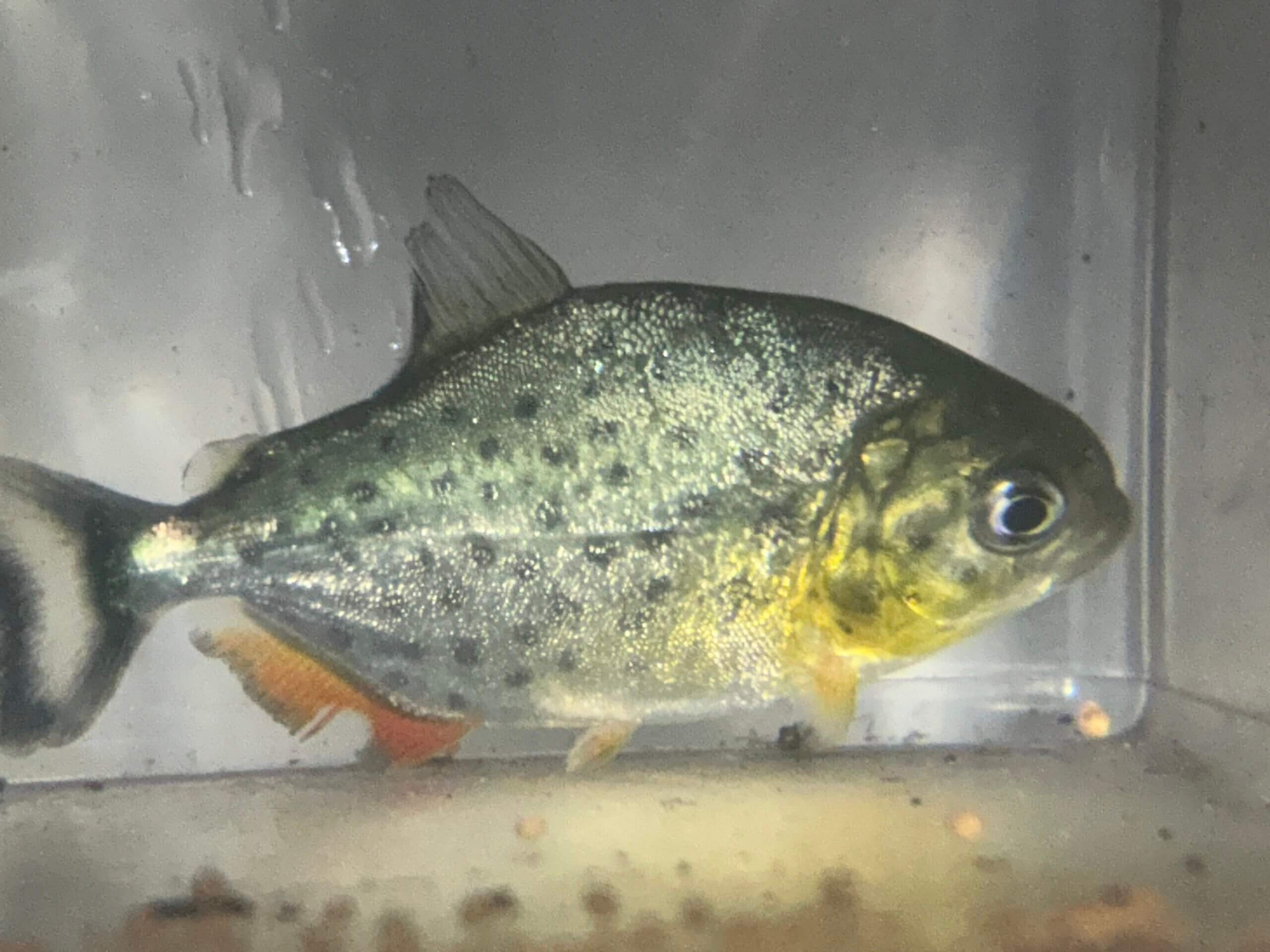 Red belly piranha for sale - Exotic Fish Shop - 774-400-4598
