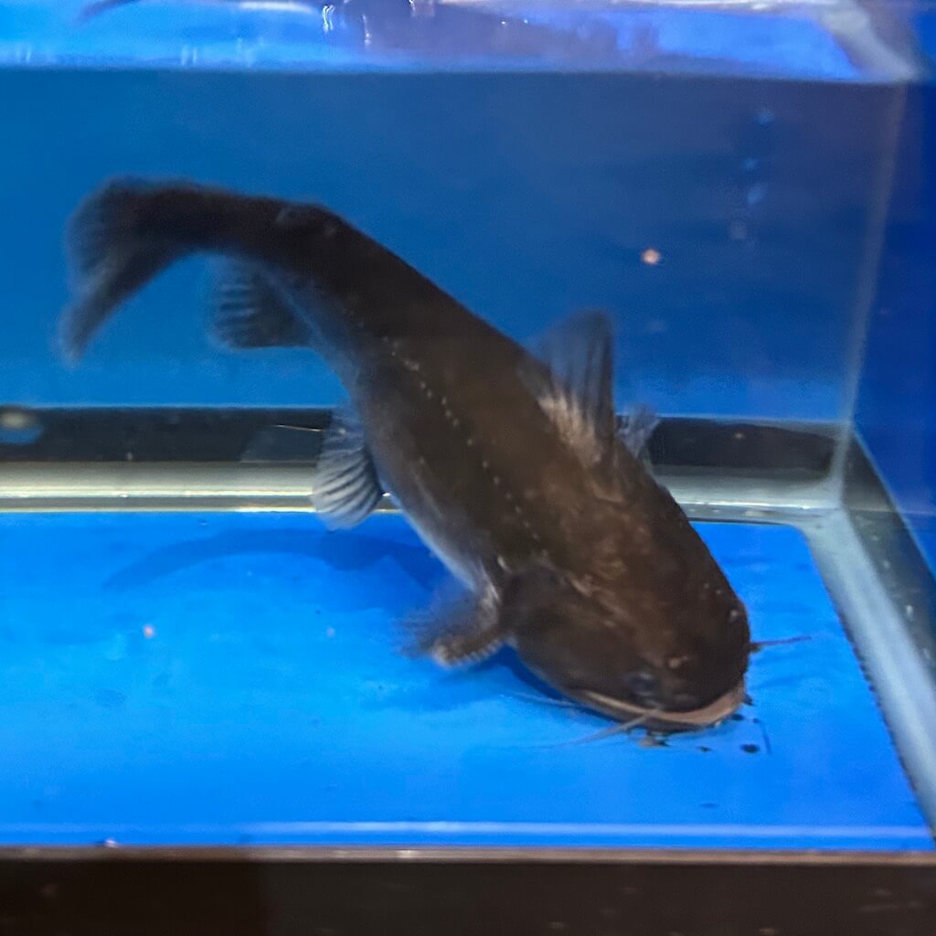 Gulper catfish for sale - Exotic Fish Shop - 774-400-4598