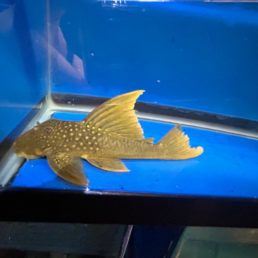 Green Phantom Pleco Size