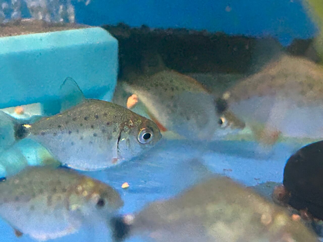 Red belly piranha for sale - Exotic Fish Shop - 774-400-4598