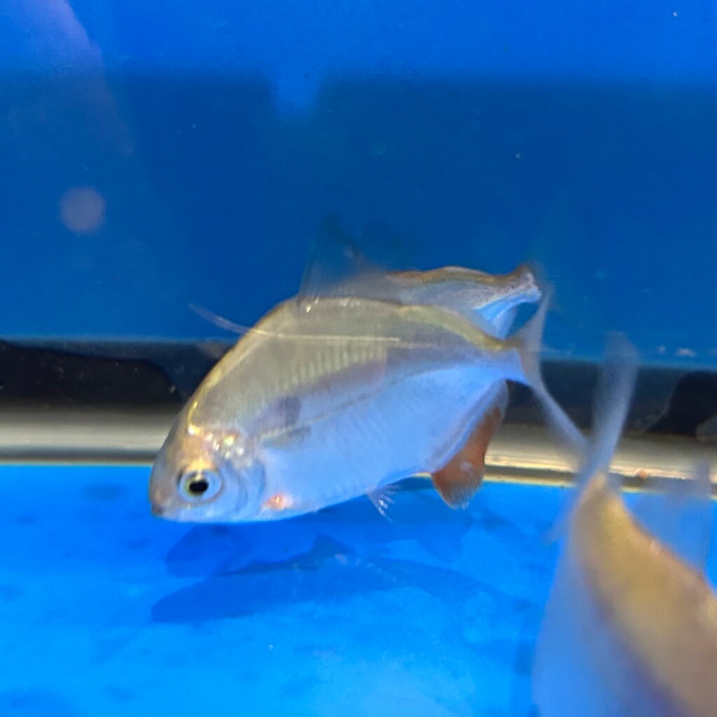 Tomato silver dollar for sale - Exotic Fish Shop - 774-400-4598