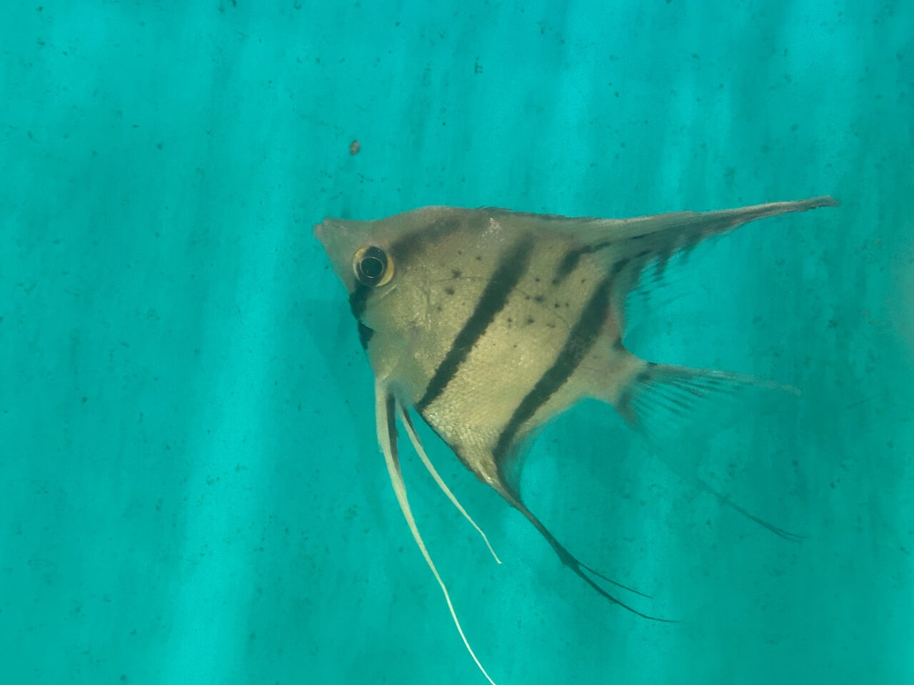 Altum angelfish red spot for sale - Exotic Fish Shop - 774-400-4598