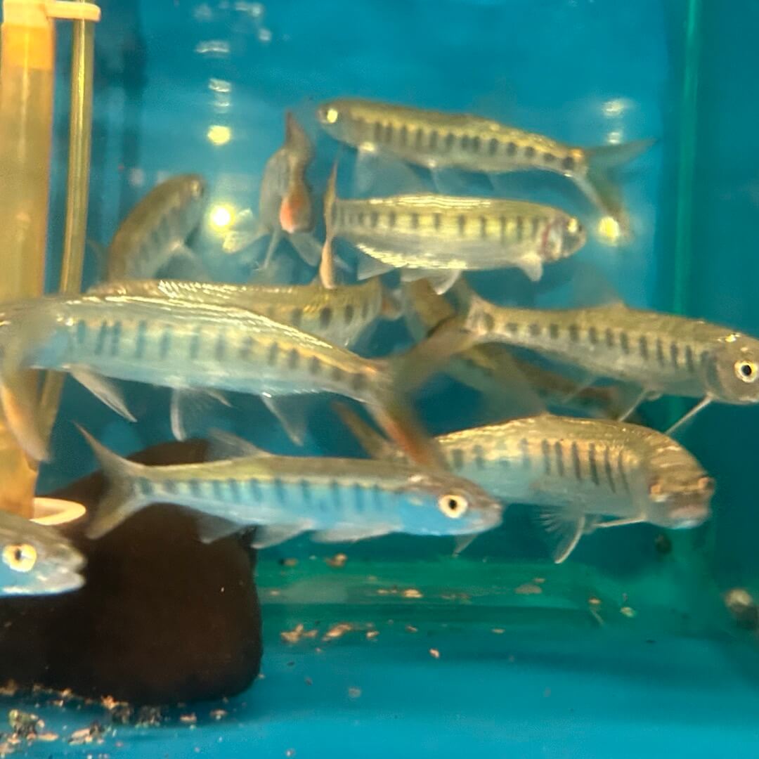 Raiamas nigiriensis for sale - Exotic Fish Shop - 774-400-4598