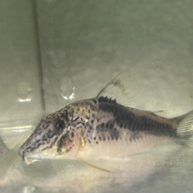 Corydoras fowleri for sale - Exotic Fish Shop - 774-400-4598